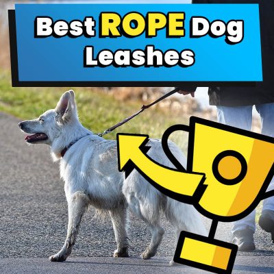 What To Put On Rope Burn From Dog Leash? - Dog Leash Pro