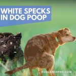 White Specks in Dog Poop (Not Moving): What Should You Do? - Dog Leash Pro