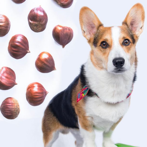 Can Dogs Eat Chestnuts? Are Chestnuts Good For Dogs? - Dog Leash Pro