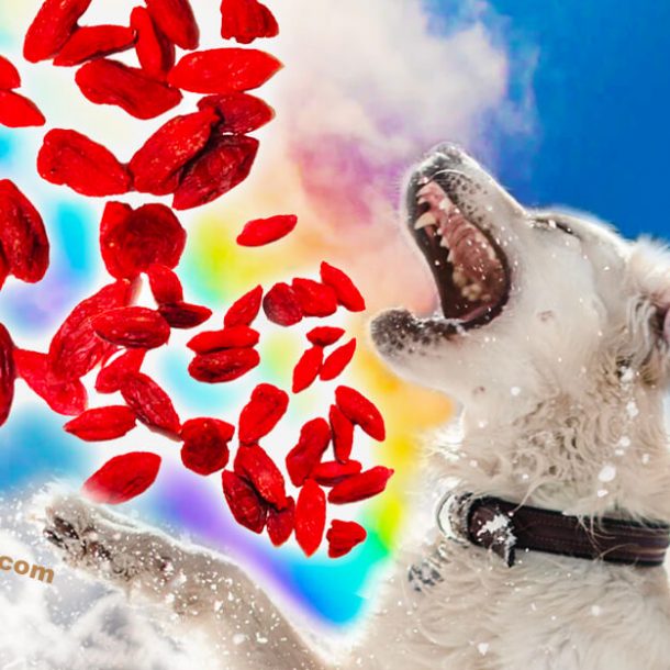 Can Dogs Eat Goji Berries? - Dog Leash Pro