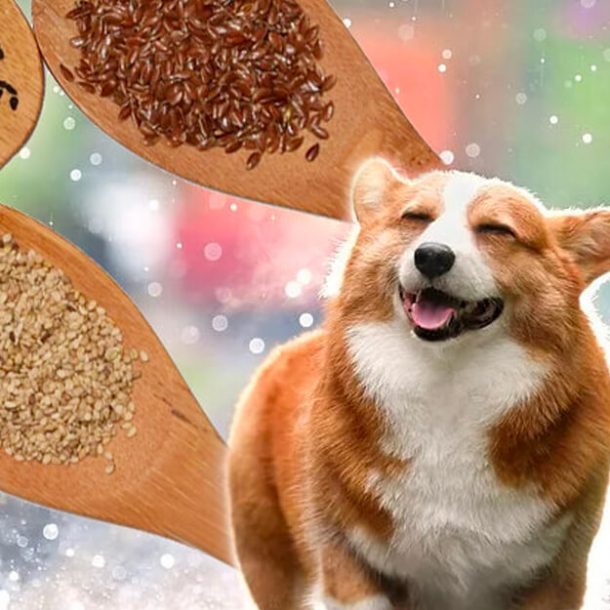 Can Dogs Eat Lychee? - Dog Leash Pro