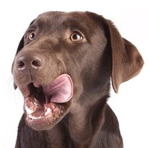 Can A Dog Have Sour Cream