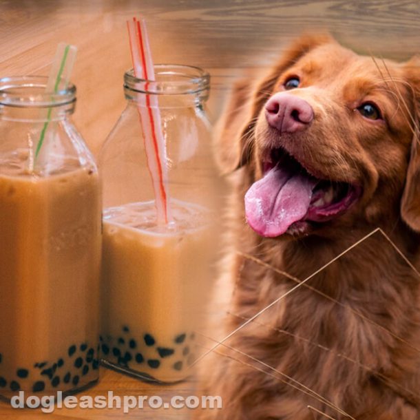 Can Dogs Eat Boba? The Truth! - Dog Leash Pro
