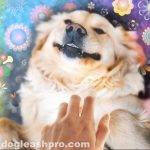 Do Dogs Purr? - Dog Leash Pro