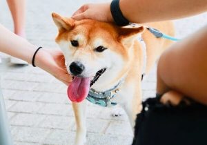 Do Dogs Purr? - Dog Leash Pro