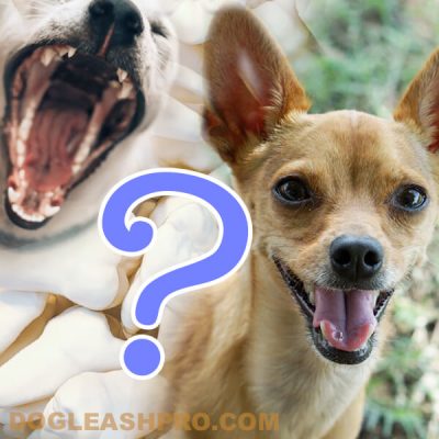 Chihuahua Teeth: Complete Guide - Dog Leash Pro