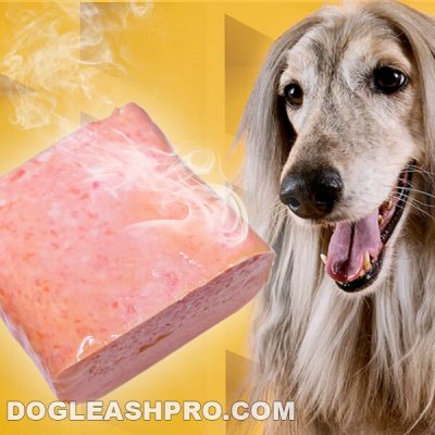 Can Dogs Eat Spam? - Dog Leash Pro