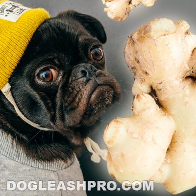 Can Dogs Eat Ginger? - Dog Leash Pro