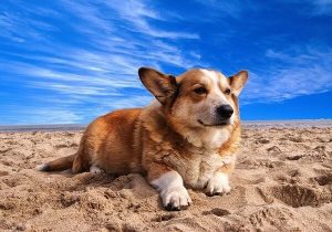 St Bernard Corgi Mix: Complete Guide - Dog Leash Pro
