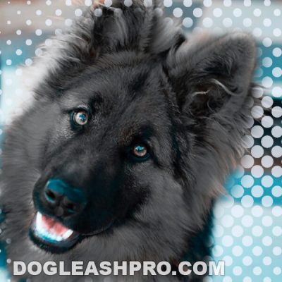 Blue Bay Shepherd: Complete Guide [UPDATED] - Dog Leash Pro
