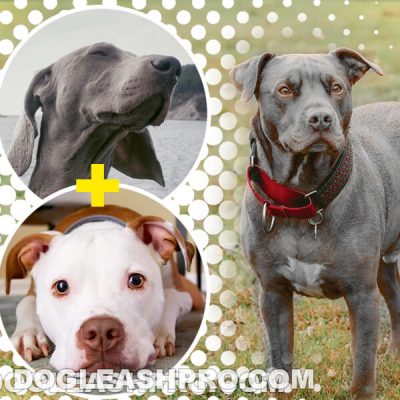 Weimaraner Pitbull Mix: Complete Guide - Dog Leash Pro
