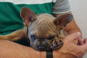 Why Does My Dog Lick My Arm So Much? 6 Reasons! - Dog Leash Pro