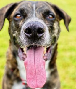 Cane Corso Great Dane Mix: Complete Guide - Dog Leash Pro