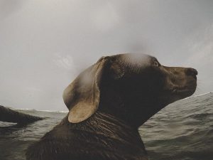 Weimaraner Pitbull Mix: Complete Guide - Dog Leash Pro