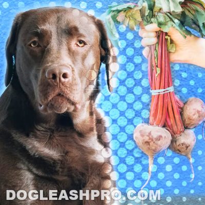 Can Dogs Eat Beets? - Dog Leash Pro