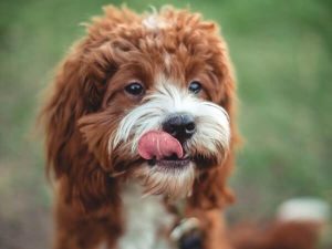 F1B Cavapoo: Complete Guide - Dog Leash Pro