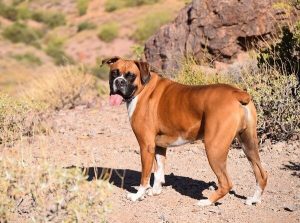 Corgi Boxer Mix: Complete Guide - Dog Leash Pro