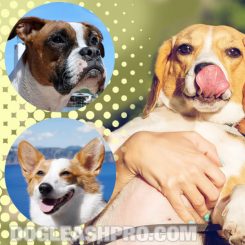 Corgi Boxer Mix: Complete Guide - Dog Leash Pro