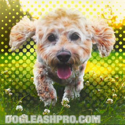 Phantom Poodle: Complete Guide - Dog Leash Pro