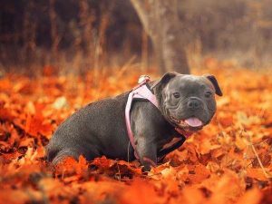 French Bulldog Pitbull Mix: Complete Guide - Dog Leash Pro