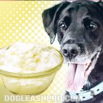Can Dogs Eat Cottage Cheese? - Dog Leash Pro