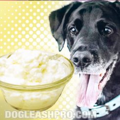 Can Dogs Eat Cottage Cheese? - Dog Leash Pro