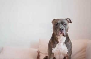Gotti Pitbull: Complete Guide - Dog Leash Pro
