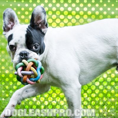 French Bulldog Yorkie Mix: Complete Guide - Dog Leash Pro