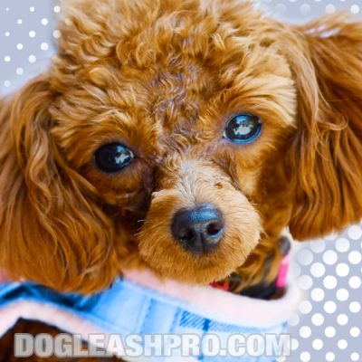 German Shepherd Poodle Mix: Shepadoodle Complete Guide - Dog Leash Pro