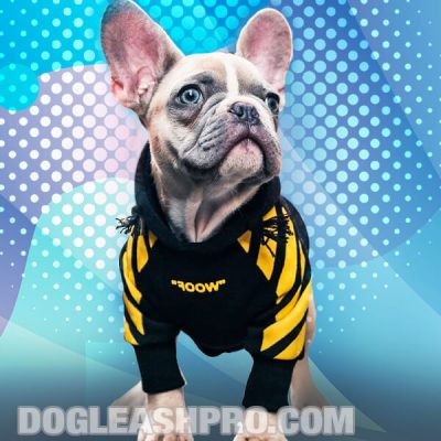 Sable French Bulldog: Complete Guide - Dog Leash Pro