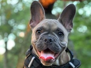 Sable French Bulldog: Complete Guide - Dog Leash Pro