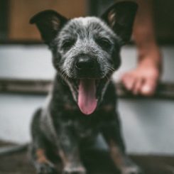 Mini Blue Heeler: Complete Guide - Dog Leash Pro