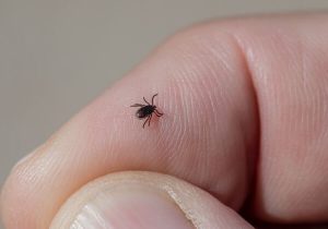 Dried Dead Tick On Dog: How To Remove & What To Do - Dog Leash Pro