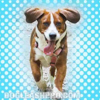 Great Pyrenees Pitbull Mix: Complete Guide - Dog Leash Pro