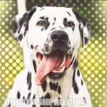 Dalmatian Pitbull Mix: Pitmatian Complete Guide - Dog Leash Pro