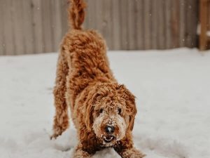 Red Goldendoodle: Complete Guide - Dog Leash Pro