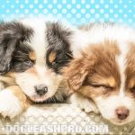 Yorkie Husky Mix: Complete Guide - Dog Leash Pro