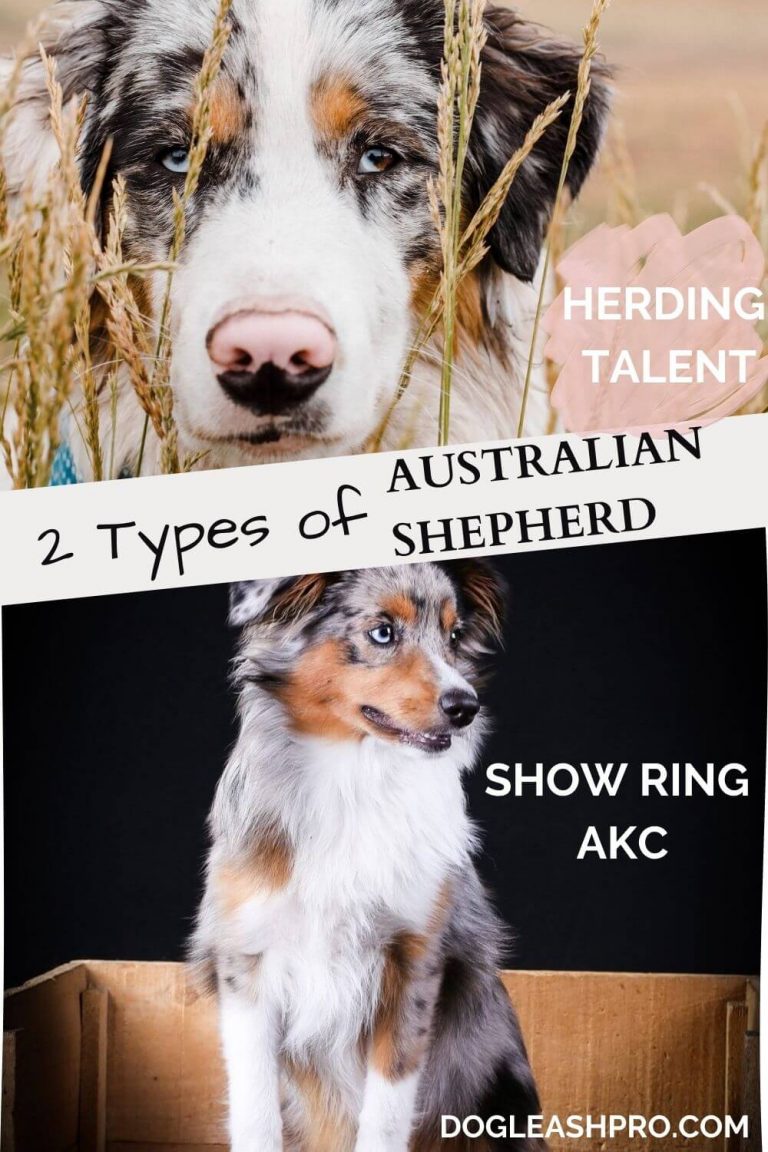 Blue Heeler Australian Shepherd Mix: Complete Guide - Dog Leash Pro