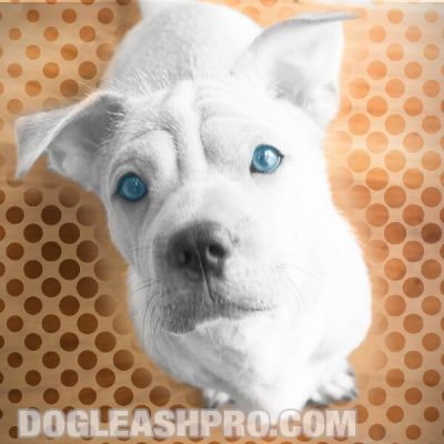 French Bulldog Husky Mix: Complete Guide - Dog Leash Pro