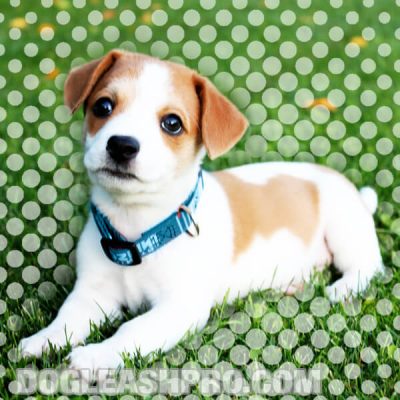 Jack Russell Lab Mix: Jackador Complete Guide - Dog Leash Pro