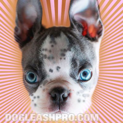 French Bulldog Yorkie Mix: Complete Guide - Dog Leash Pro