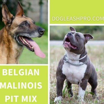 Belgian Malinois Pit Mix: Complete Guide - Dog Leash Pro