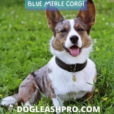 Merle Corgi: Complete Guide - Dog Leash Pro