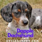 Brindle Dachshund: Complete Guide - Dog Leash Pro