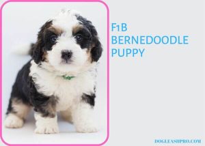 F1B Bernedoodle: Complete Guide - Dog Leash Pro