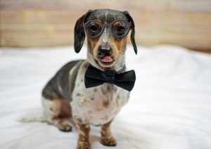 Dapple Dachshund: Complete Guide - Dog Leash Pro