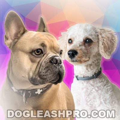 French Bulldog Poodle Mix: French Boodle Complete Guide - Dog Leash Pro