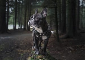 French Bulldog Corgi Mix: Complete Guide - Dog Leash Pro