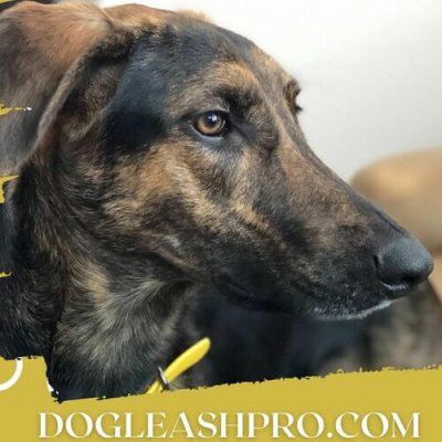 German Shepherd Greyhound Mix: Complete Guide - Dog Leash Pro