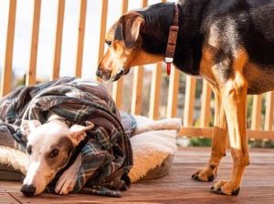 German Shepherd Greyhound Mix: Complete Guide - Dog Leash Pro